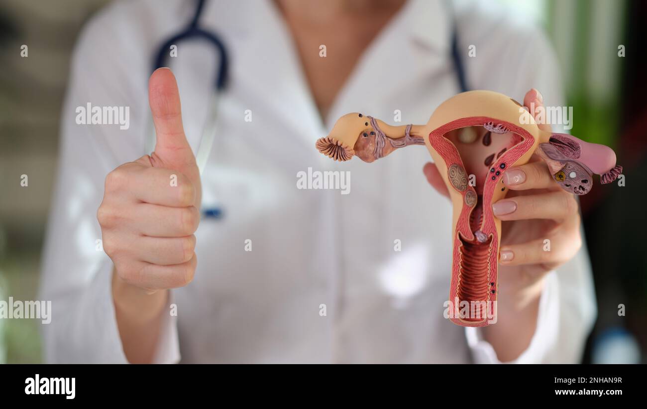 Human cervix hi-res stock photography and images - Alamy