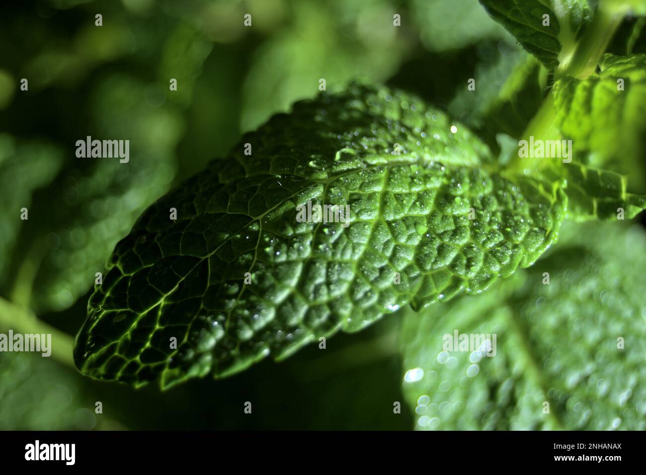 Green leaf in a peppermint plant Stock Photo - Alamy