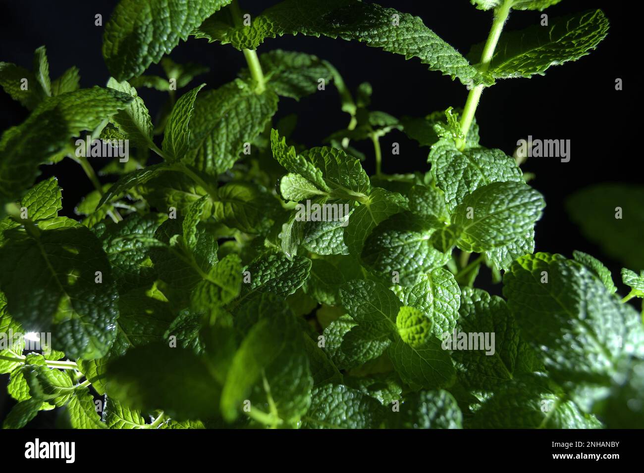 Green peppermint leaves in a plant Stock Photo - Alamy