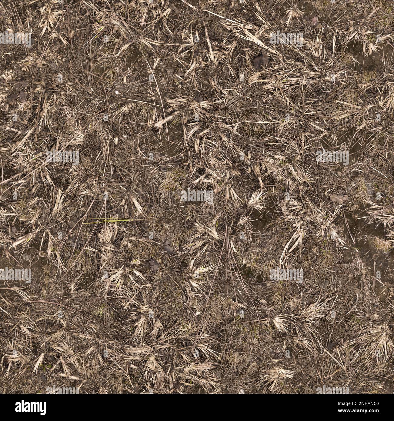 Dried grass texture background in summer from above Stock Photo - Alamy