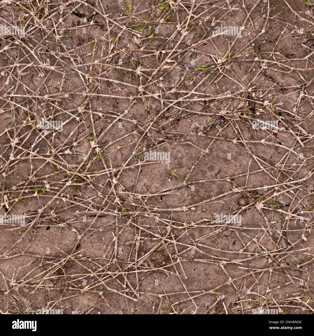 Dried grass texture background in summer from above Stock Photo - Alamy