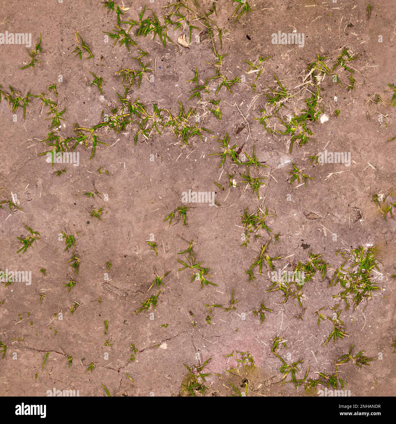 Dried grass texture background in summer from above Stock Photo - Alamy