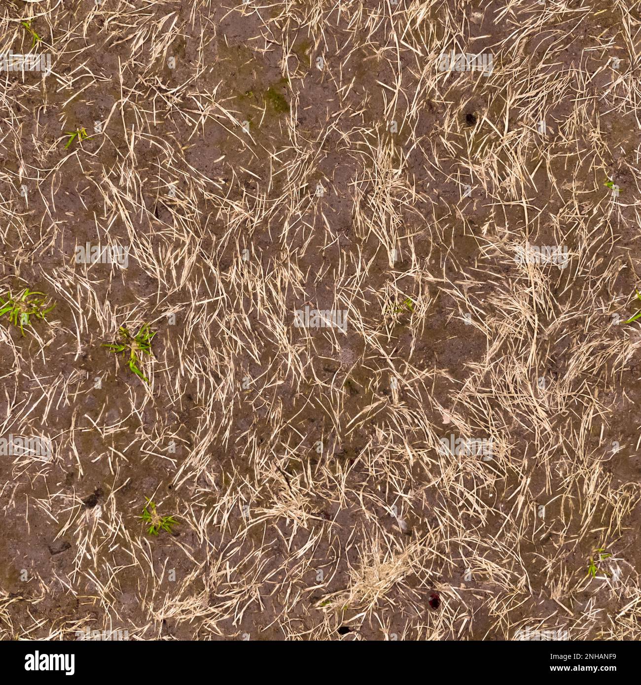 Dried grass texture background in summer from above Stock Photo - Alamy