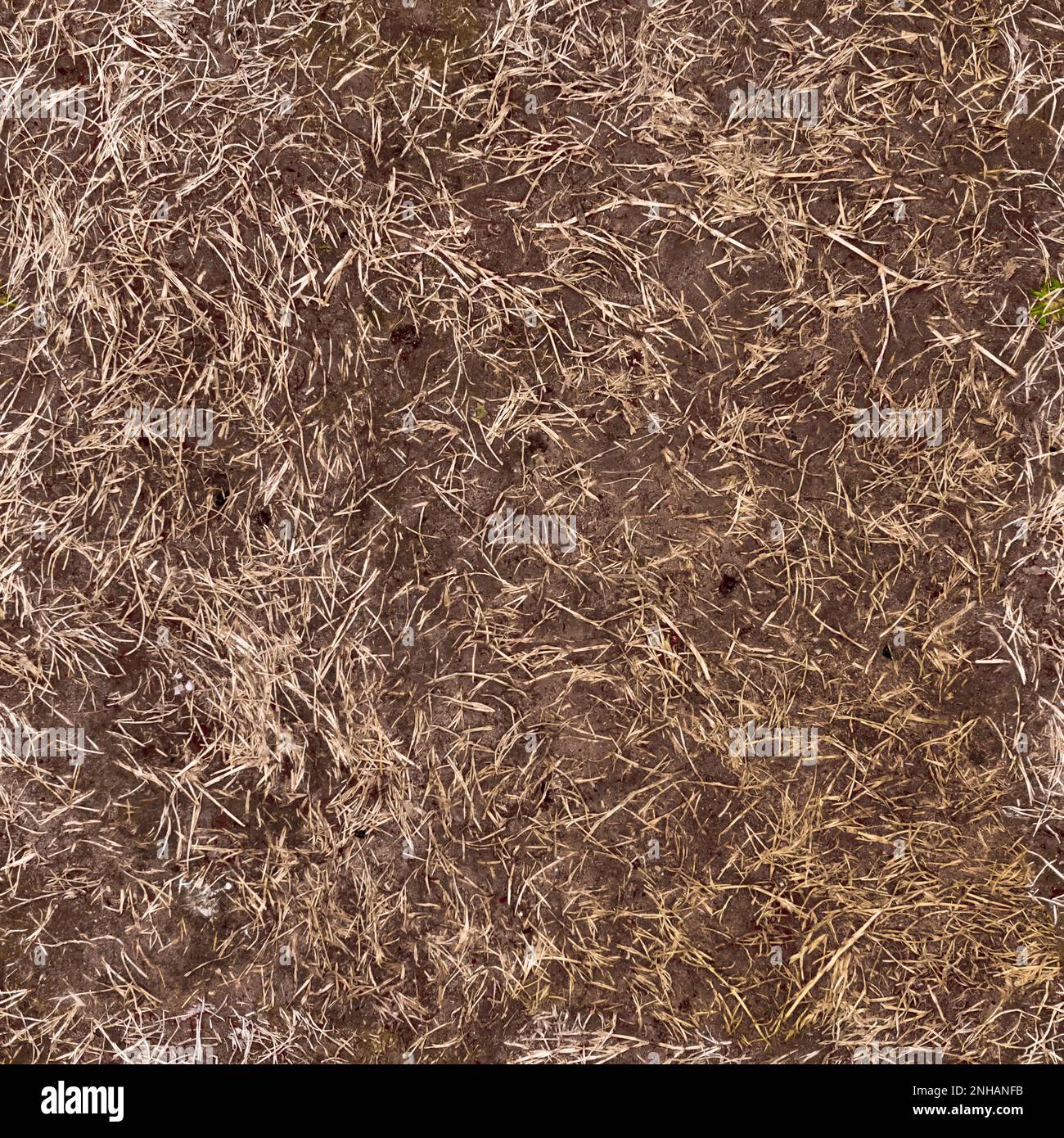 Dried grass texture background in summer from above Stock Photo - Alamy