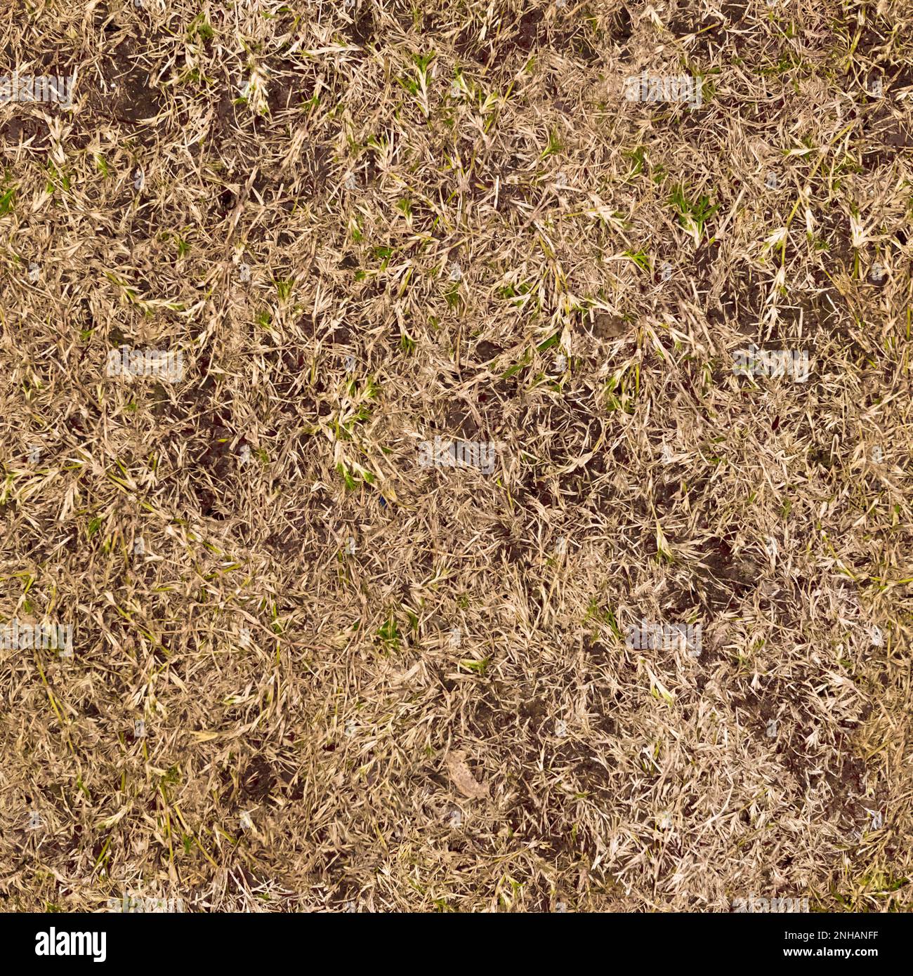 Dried grass texture background in summer from above Stock Photo - Alamy