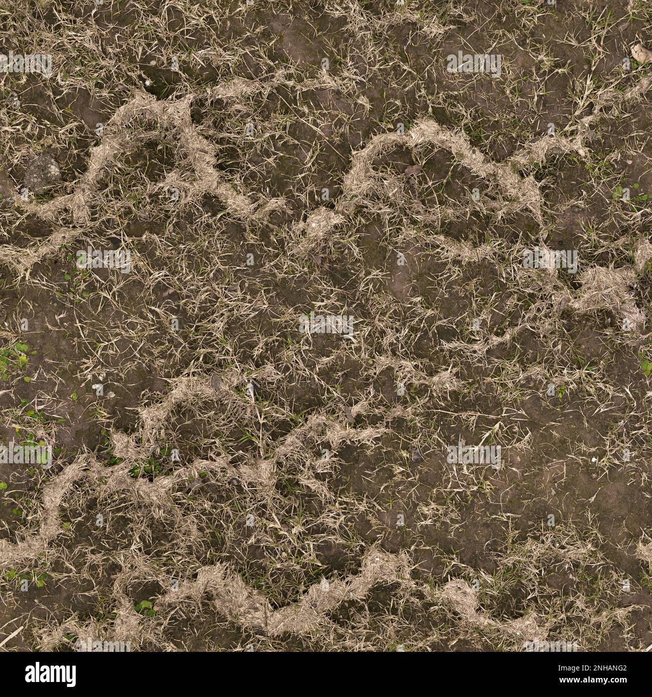 Dried grass texture background in summer from above Stock Photo - Alamy