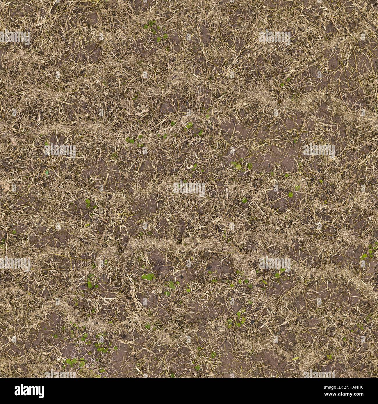 Dried grass texture background in summer from above Stock Photo - Alamy