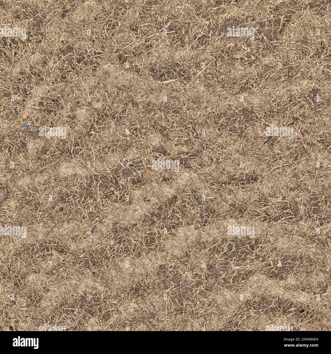 Dried grass texture background in summer from above Stock Photo - Alamy