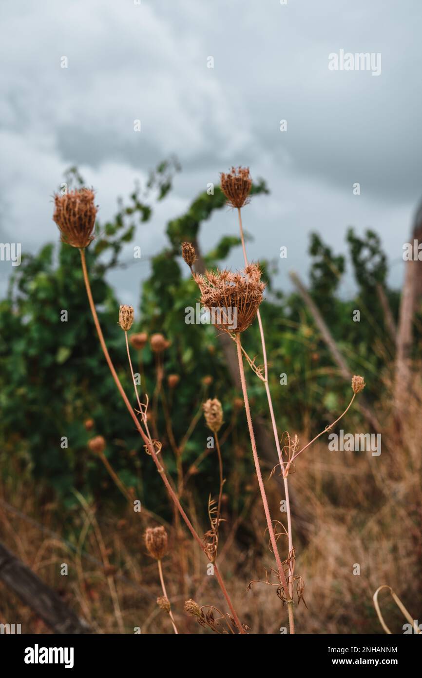 Daucus carota, commonly known as wild carrot Stock Photo - Alamy