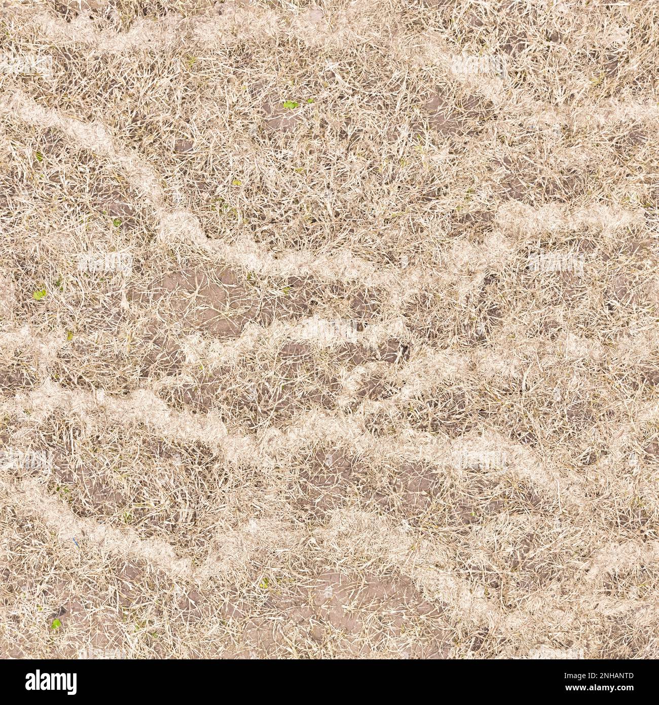Dried grass texture background in summer from above Stock Photo - Alamy