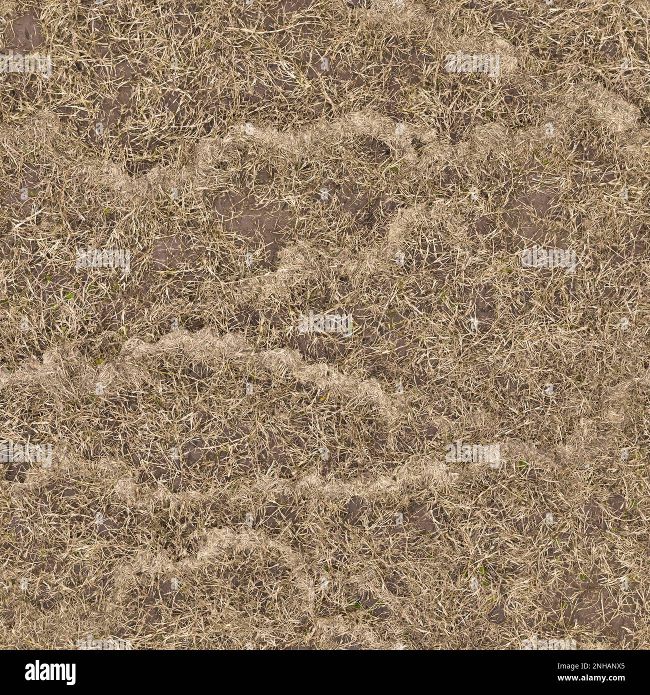 Dried grass texture background in summer from above Stock Photo - Alamy