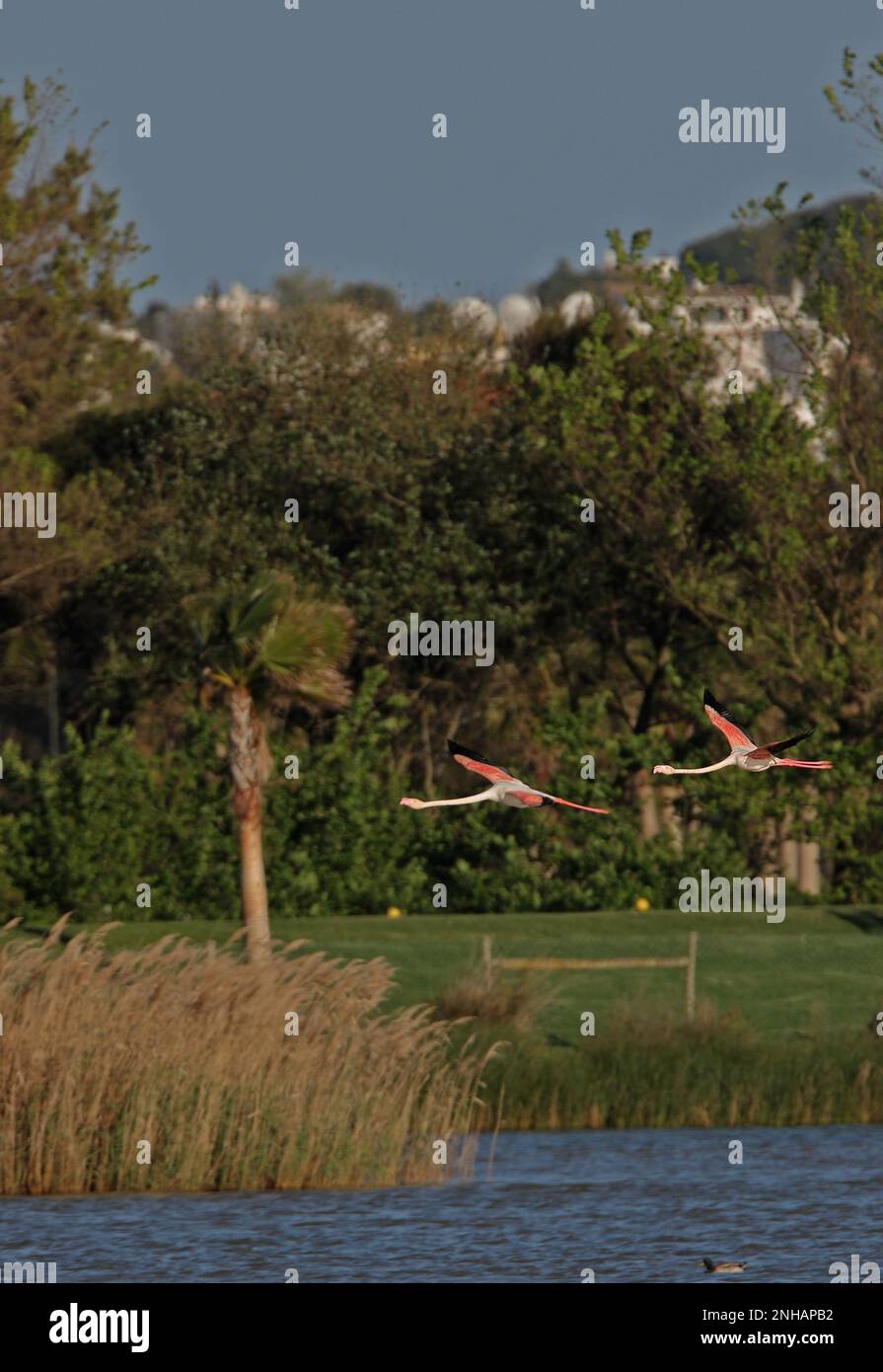Greater Flamingo (Phoenicopterus ruber) two adults flying by holiday ...