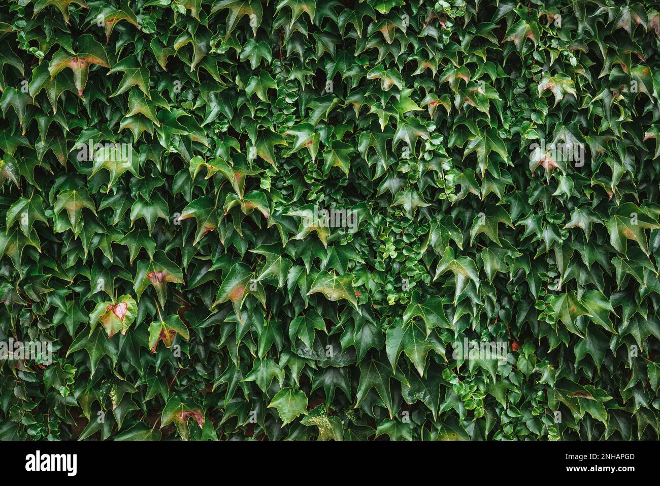 Ivy texture. Ivy hedge background. Ivyberry backdrop. Ivy wallpaper ...