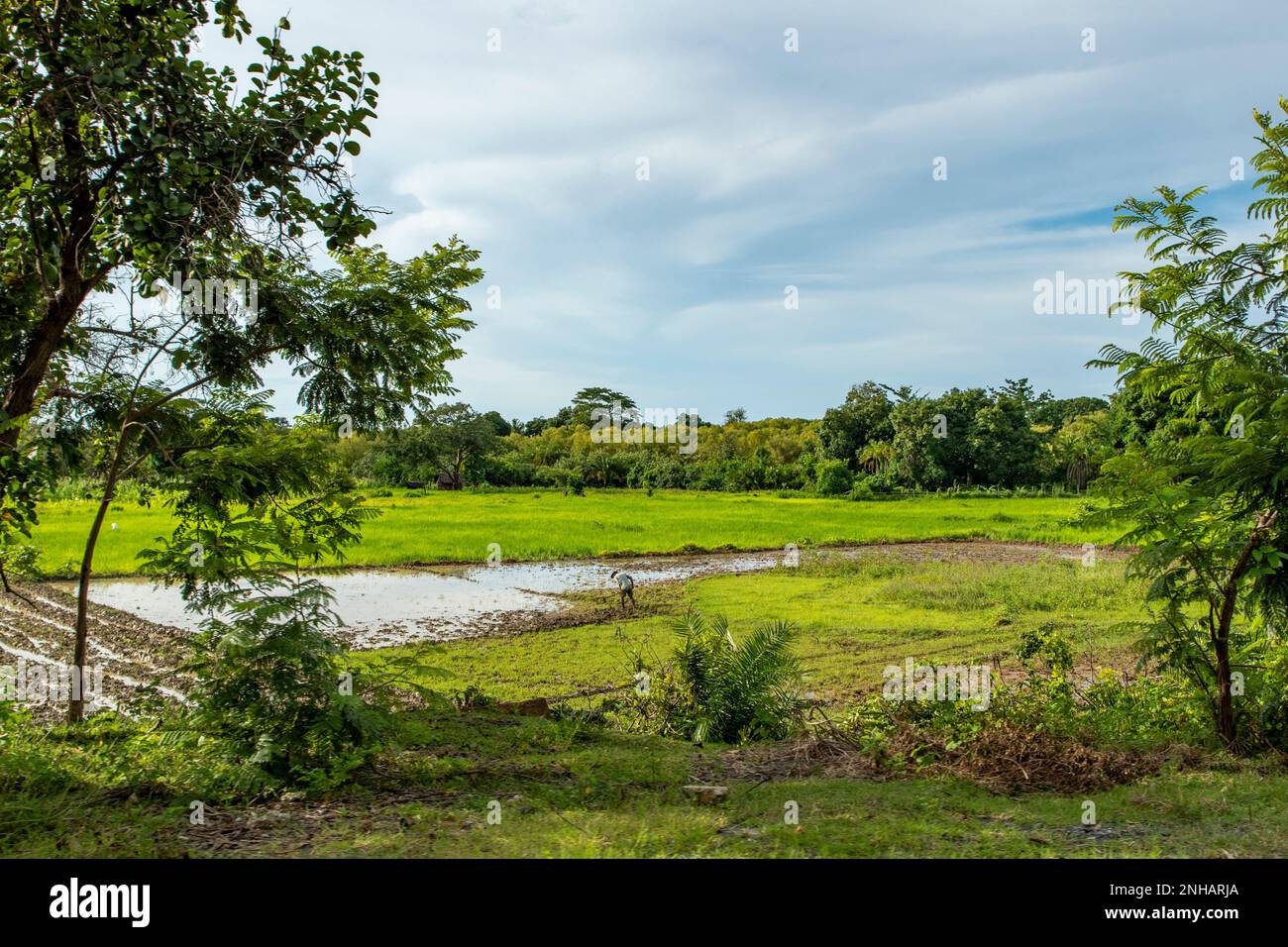 Indian rice fields hi-res stock photography and images - Alamy