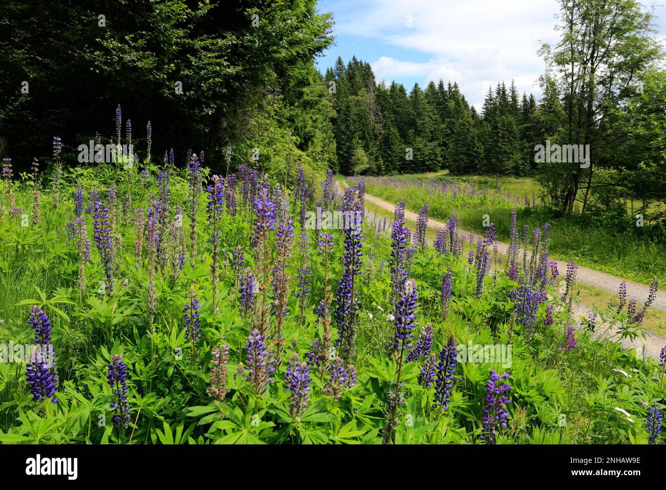 Bluebonnet lupine hi-res stock photography and images - Alamy