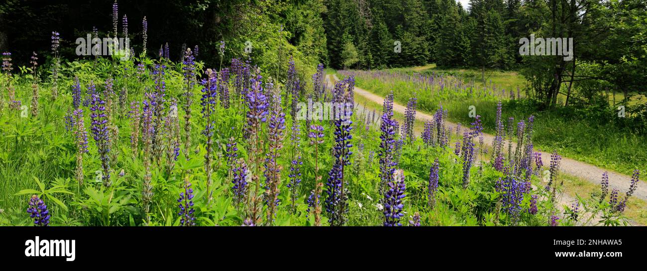 Bluebonnet lupine hi-res stock photography and images - Alamy