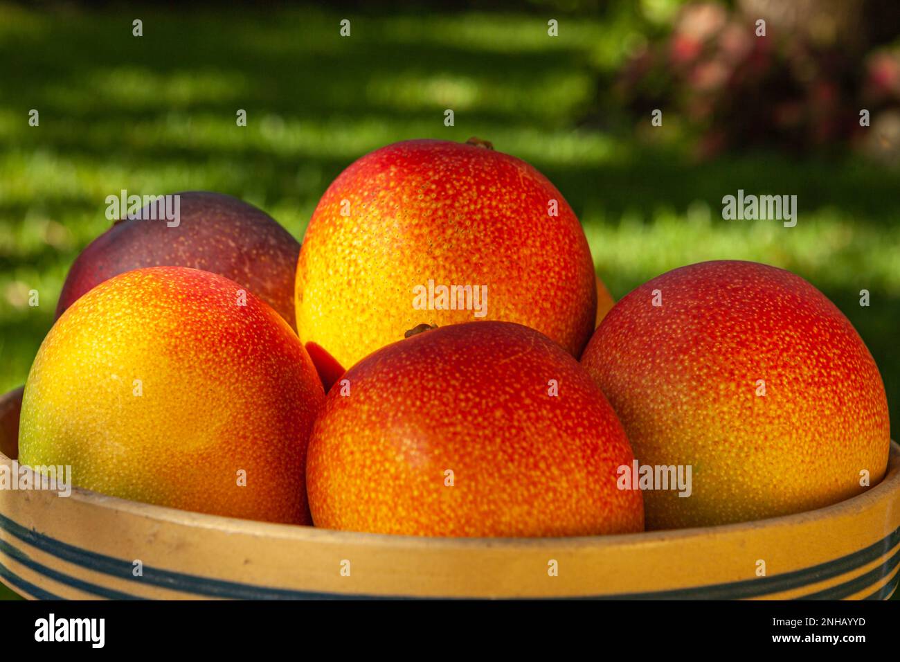 Fresh, ripe, mangoes in ceramic bowl outdoors Stock Photo - Alamy