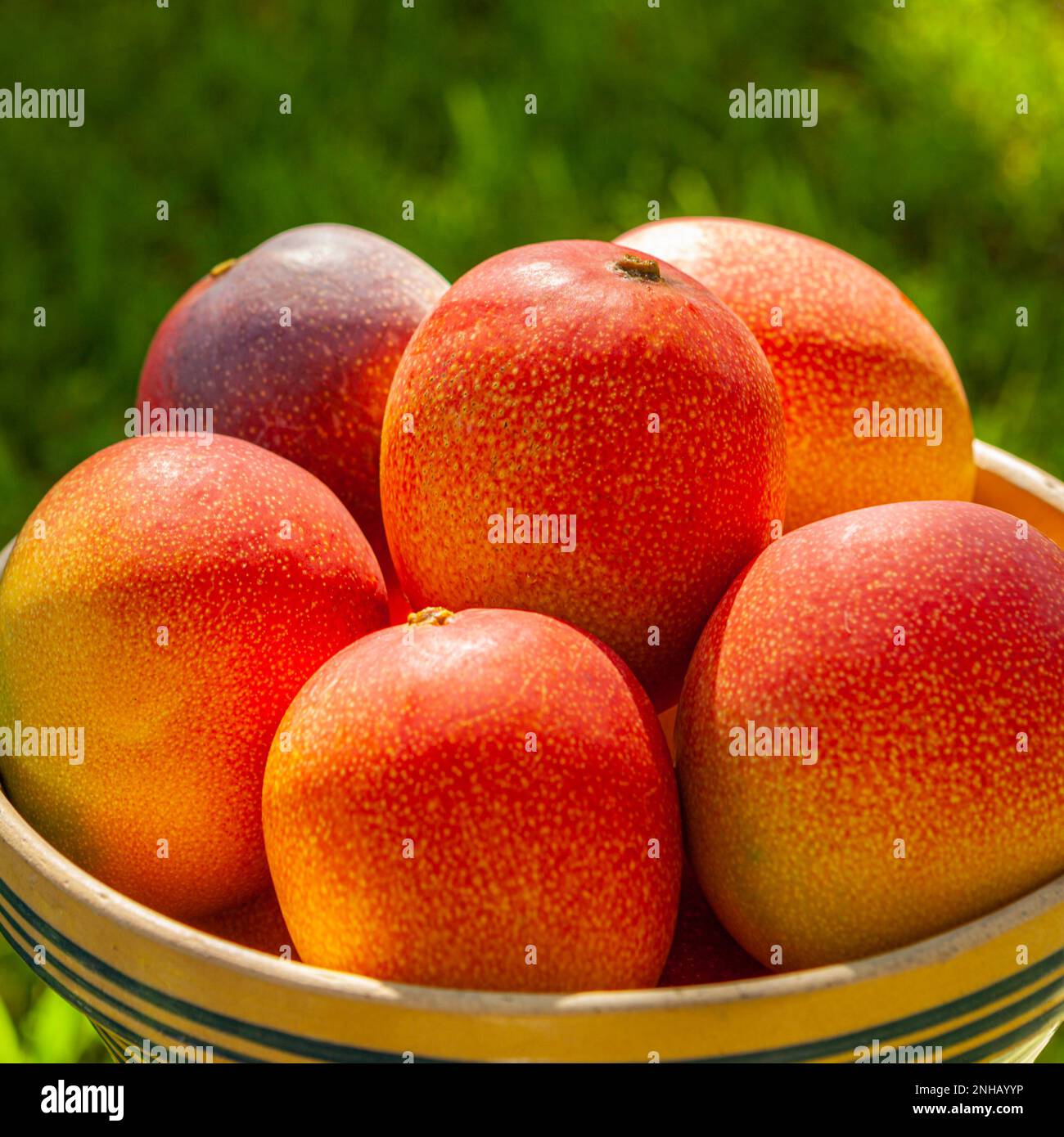 Fresh, ripe, mangoes in ceramic bowl outdoors Stock Photo - Alamy