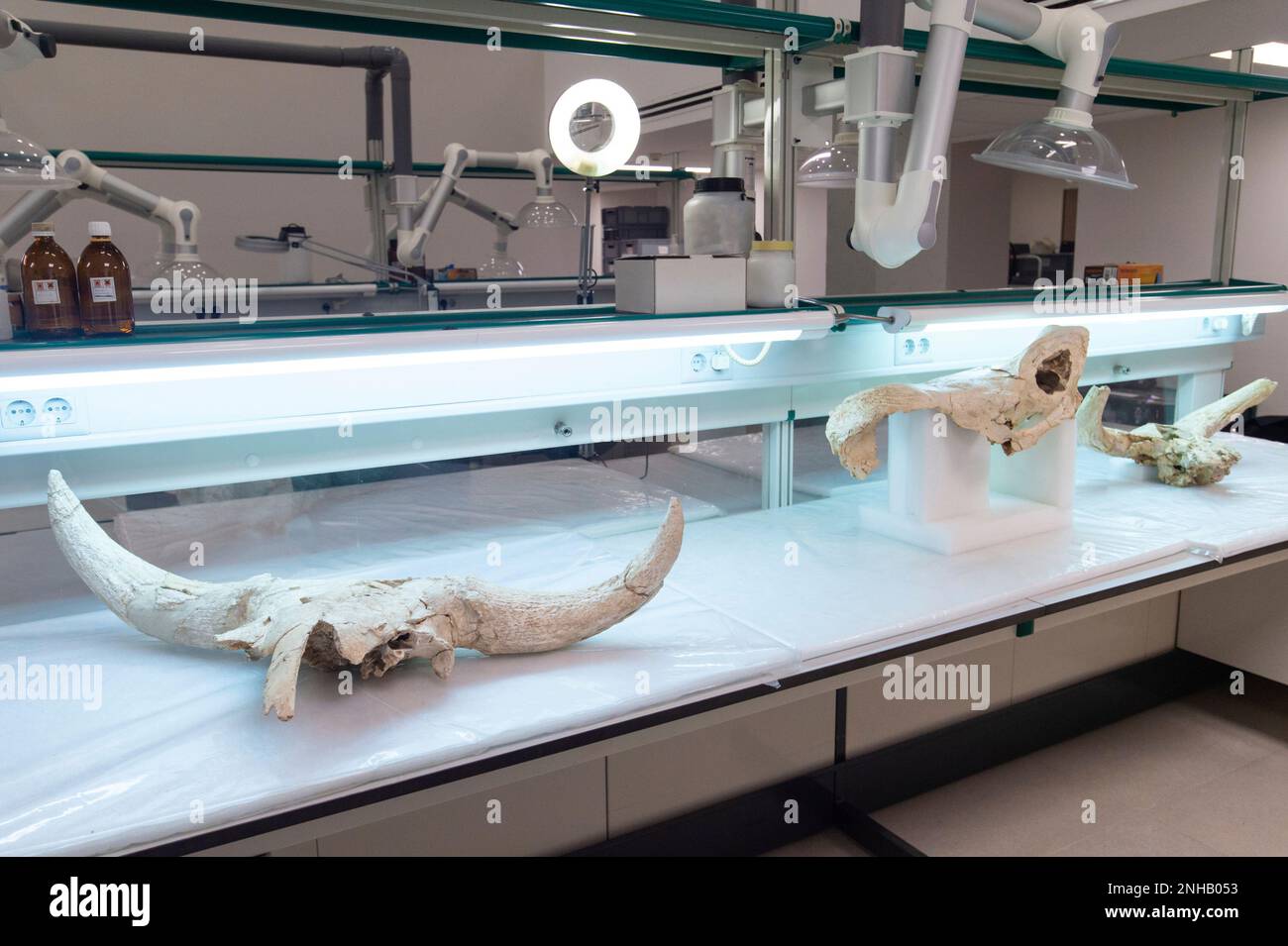 Skulls of large mammalian herbivores, at the Regional Archaeological ...