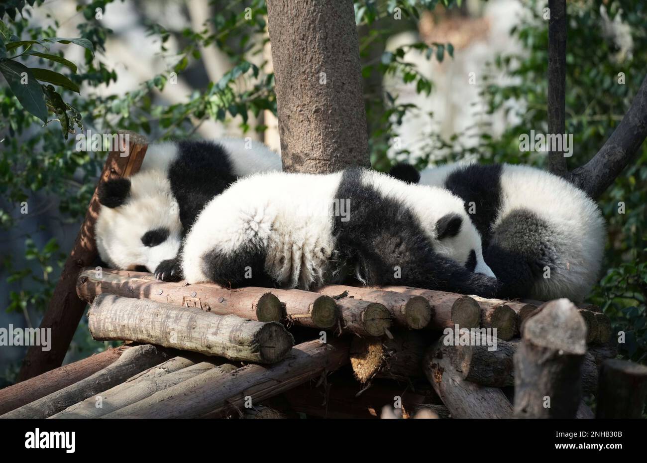 Giant pandas are bred at the Chengdu Research Base of Giant Panda ...