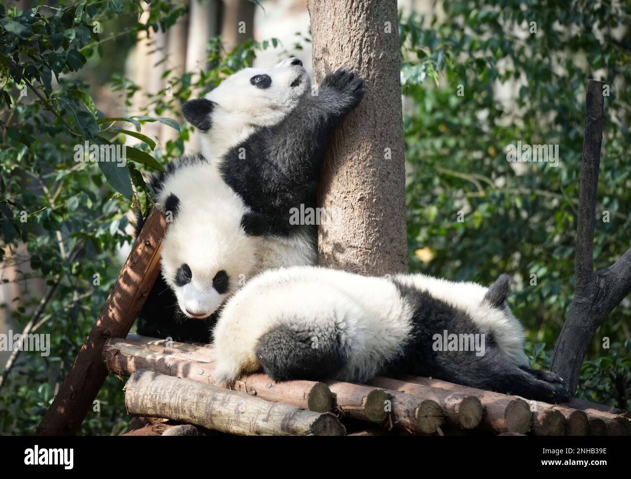 Giant pandas are bred at the Chengdu Research Base of Giant Panda ...