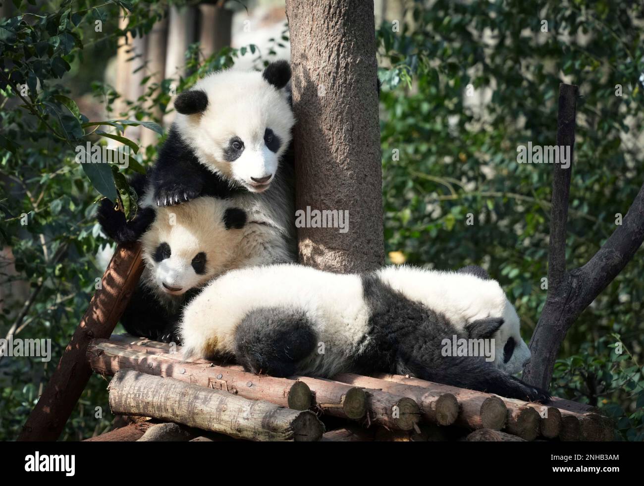Giant pandas are bred at the Chengdu Research Base of Giant Panda ...