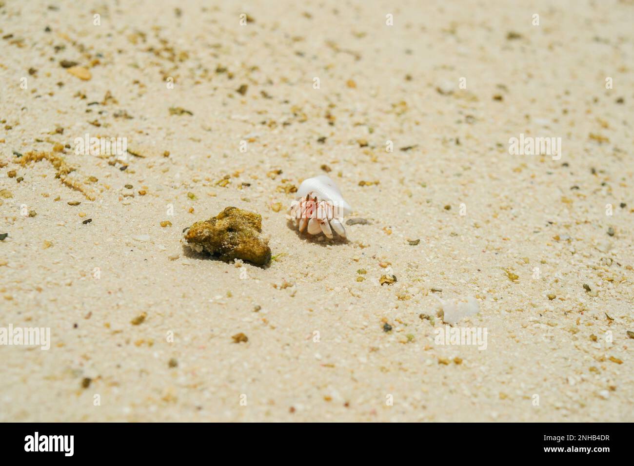 Hermit crab with white shell carrying it's home across the salty beach ...