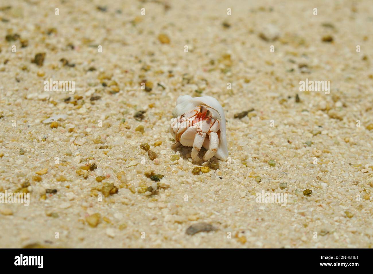 Hermit crab with white shell carrying it's home across the salty beach ...