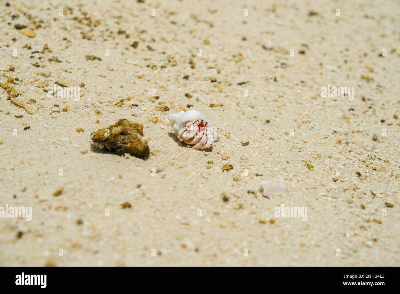 Hermit crab with white shell carrying it's home across the salty beach ...