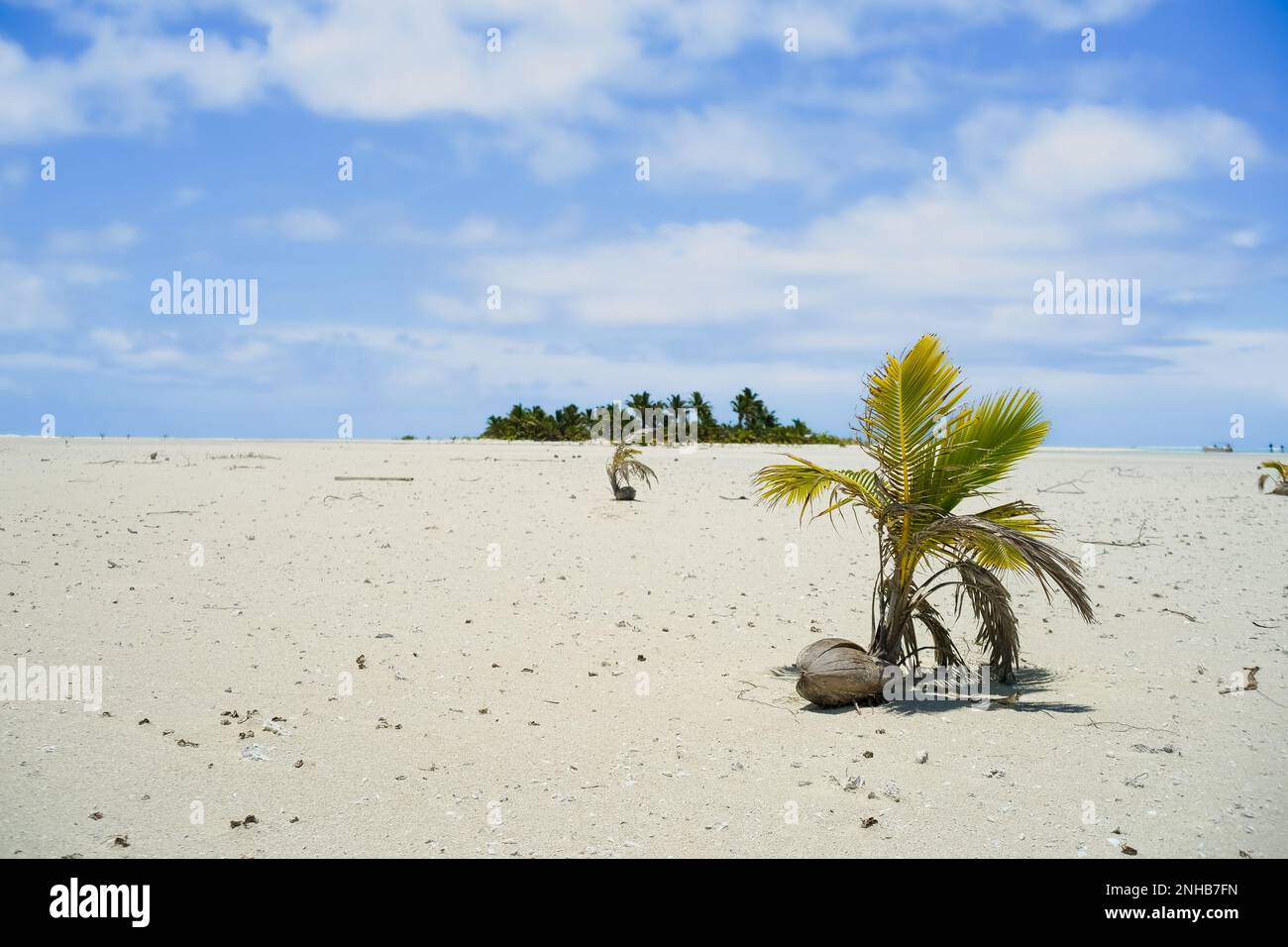 Coconut sprouting in to palm tree on white coral sand on South Pacific ...
