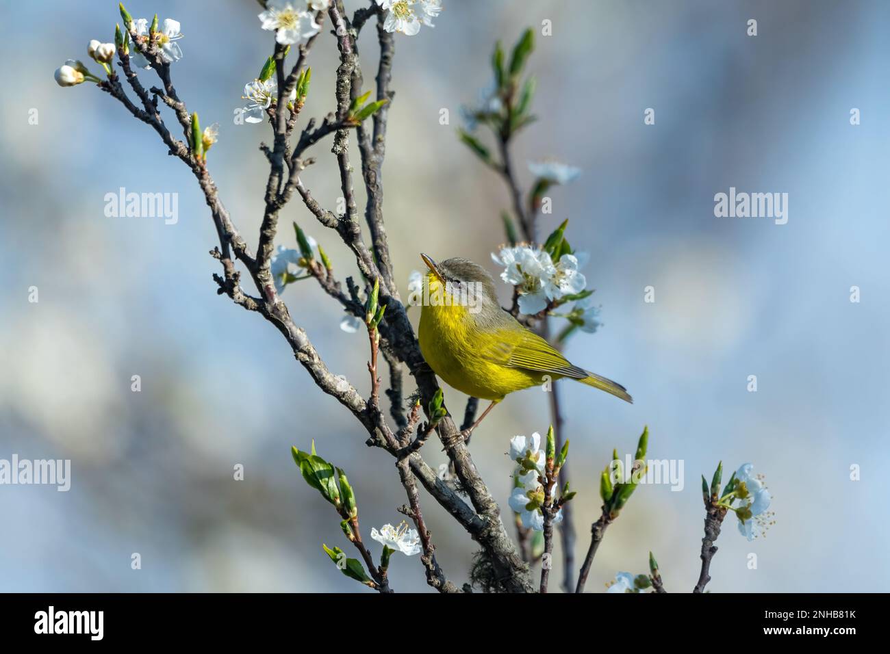 A grey-hooded warbler (Phylloscopus xanthoschistos) perched among pear ...