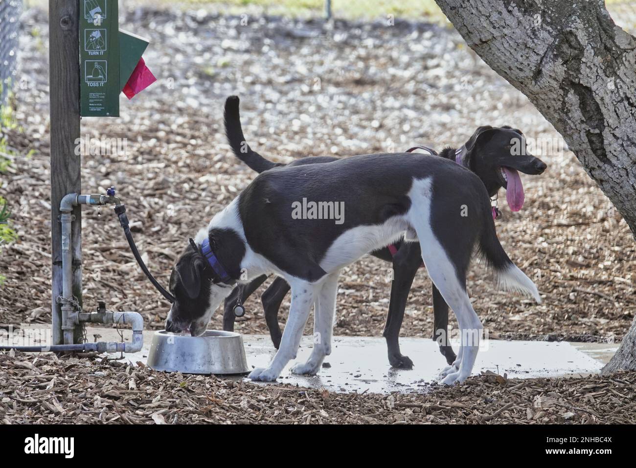 Dogs having fun in a specialist doggie park in Seaside, Monetery ...