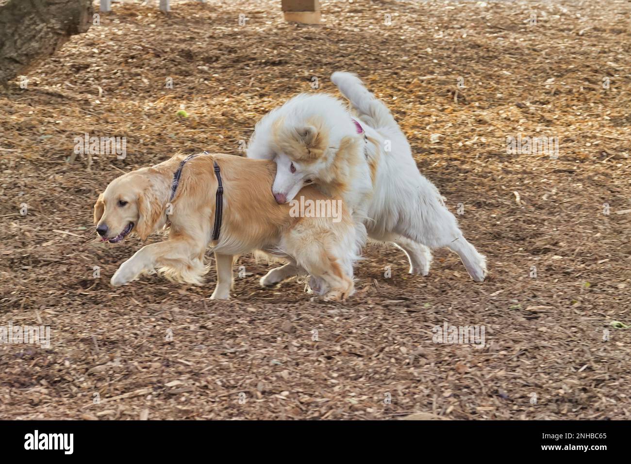 Dogs having fun in a specialist doggie park in Seaside, Monetery ...
