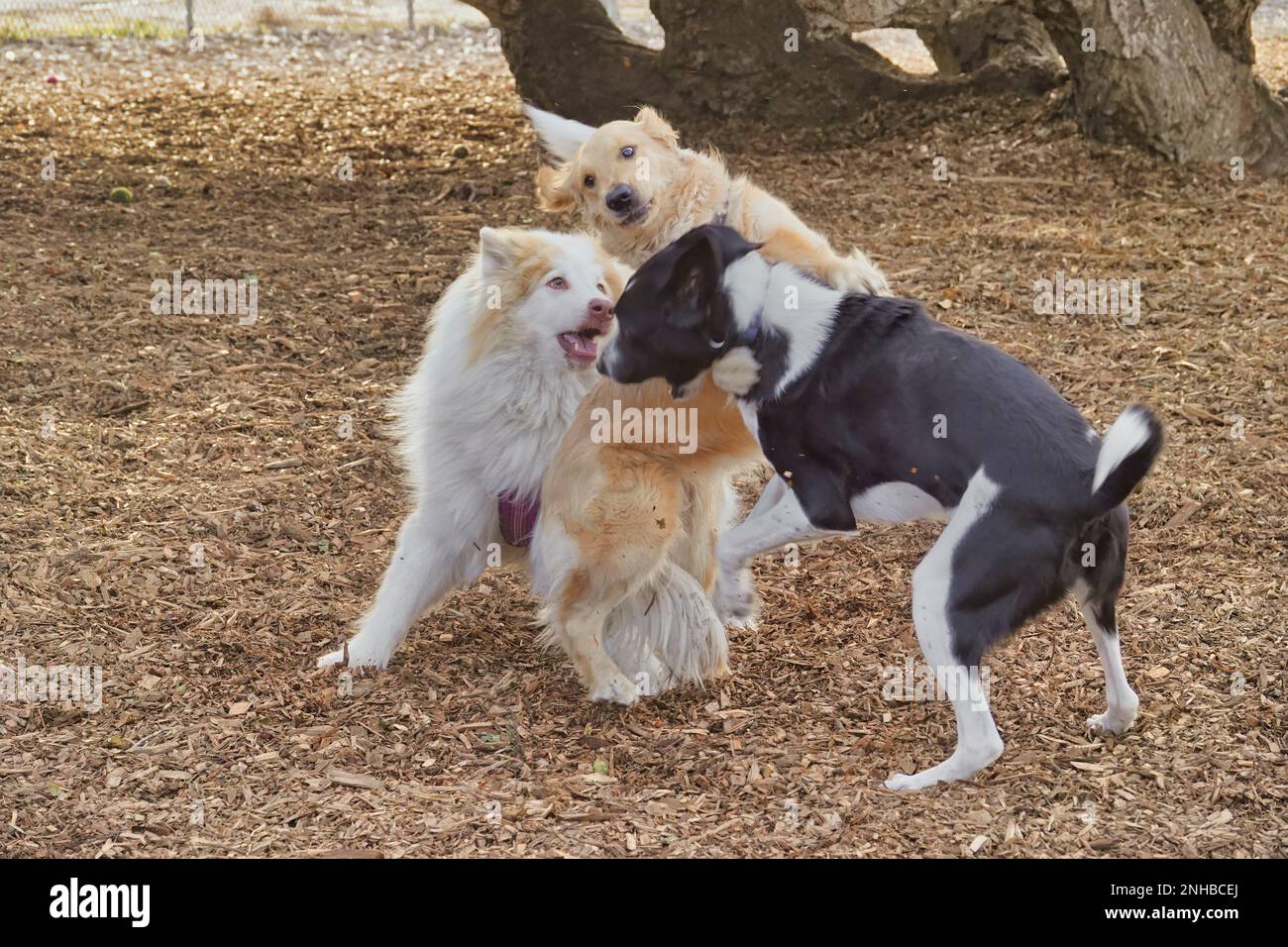 Dogs having fun in a specialist doggie park in Seaside, Monetery ...