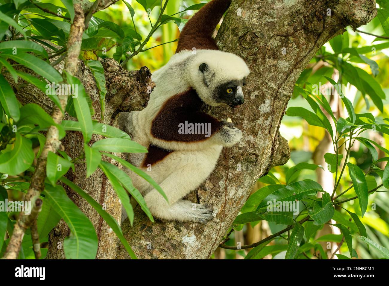 Coquerel's Sifaka, Propithecus coquereli at Lemuria Sanctuary, Nosy Be ...