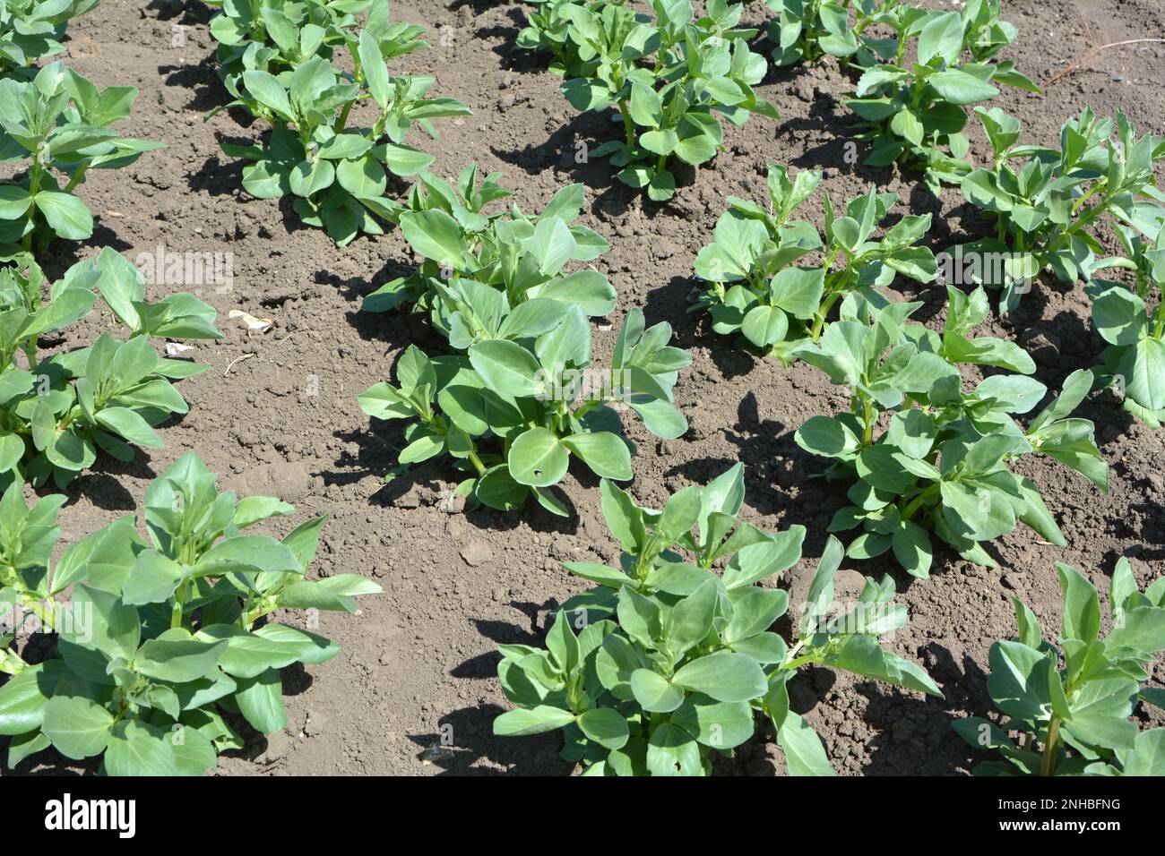 In spring, young Horse bean (Vicia faba) grows on a farm field Stock ...