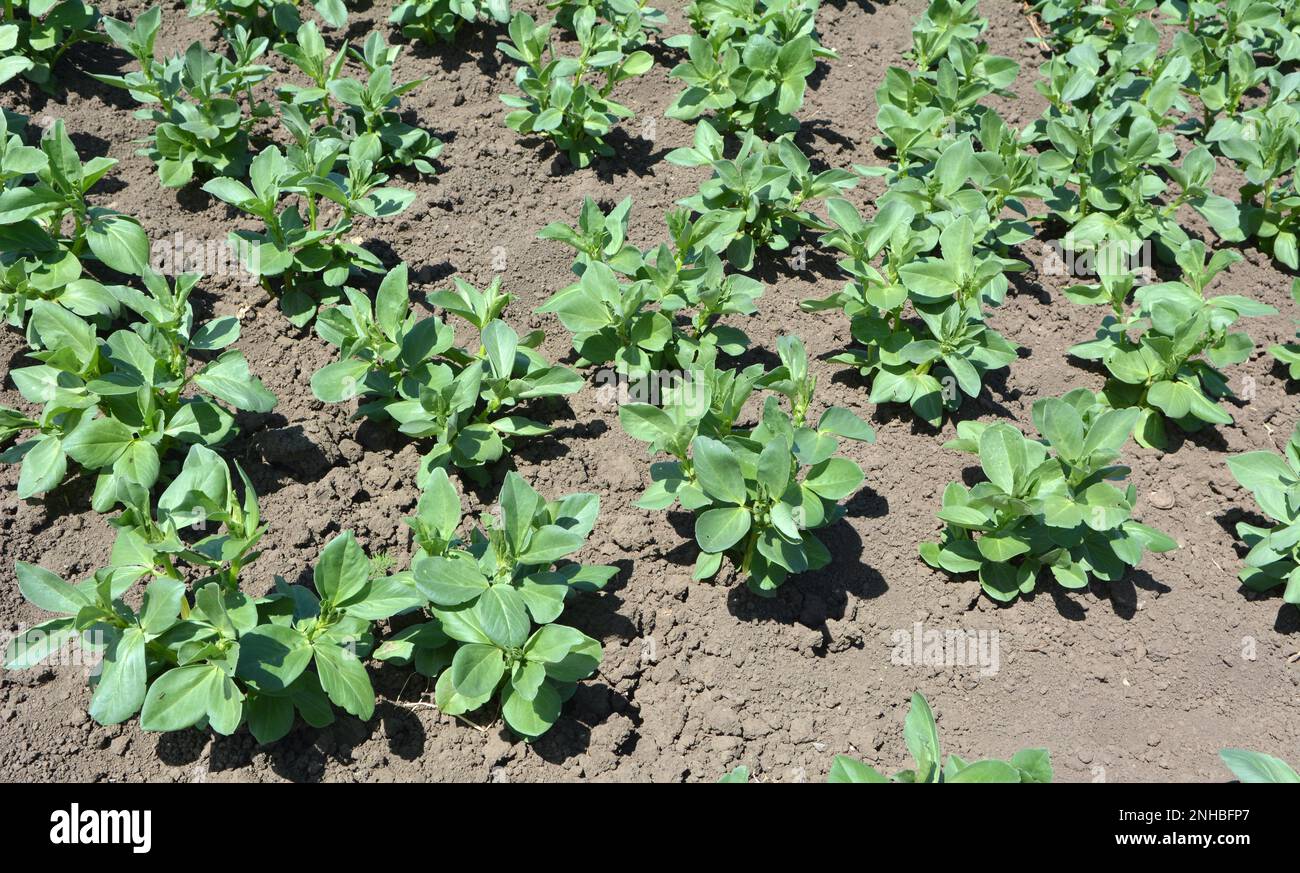 In spring, young Horse bean (Vicia faba) grows on a farm field Stock ...