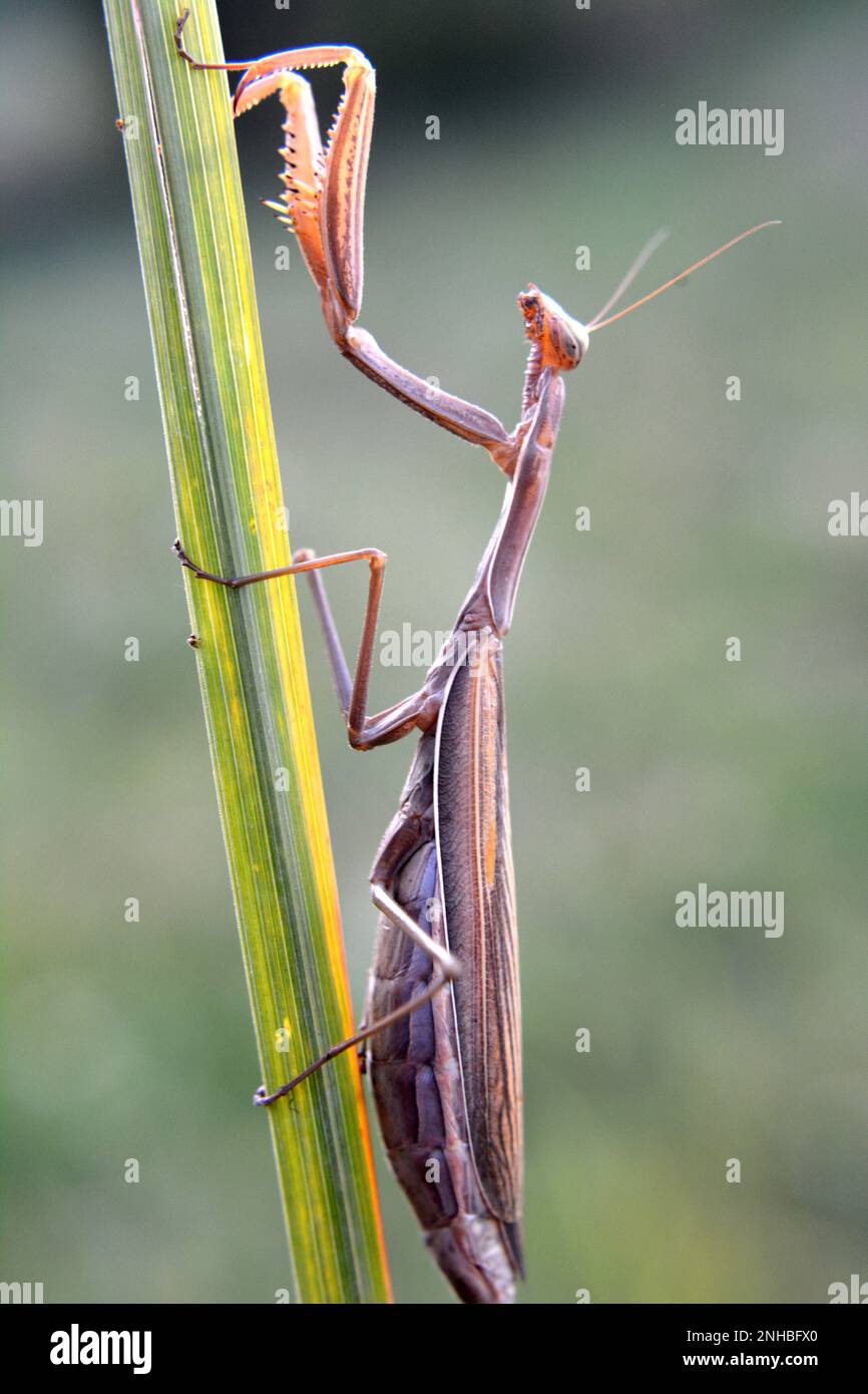 In the wild, close up of the predatory insect Mantis religiosa Stock ...