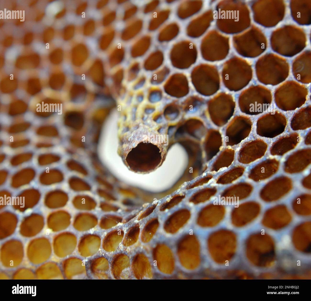An open queen chamber from which a newborn queen bee emerged Stock ...