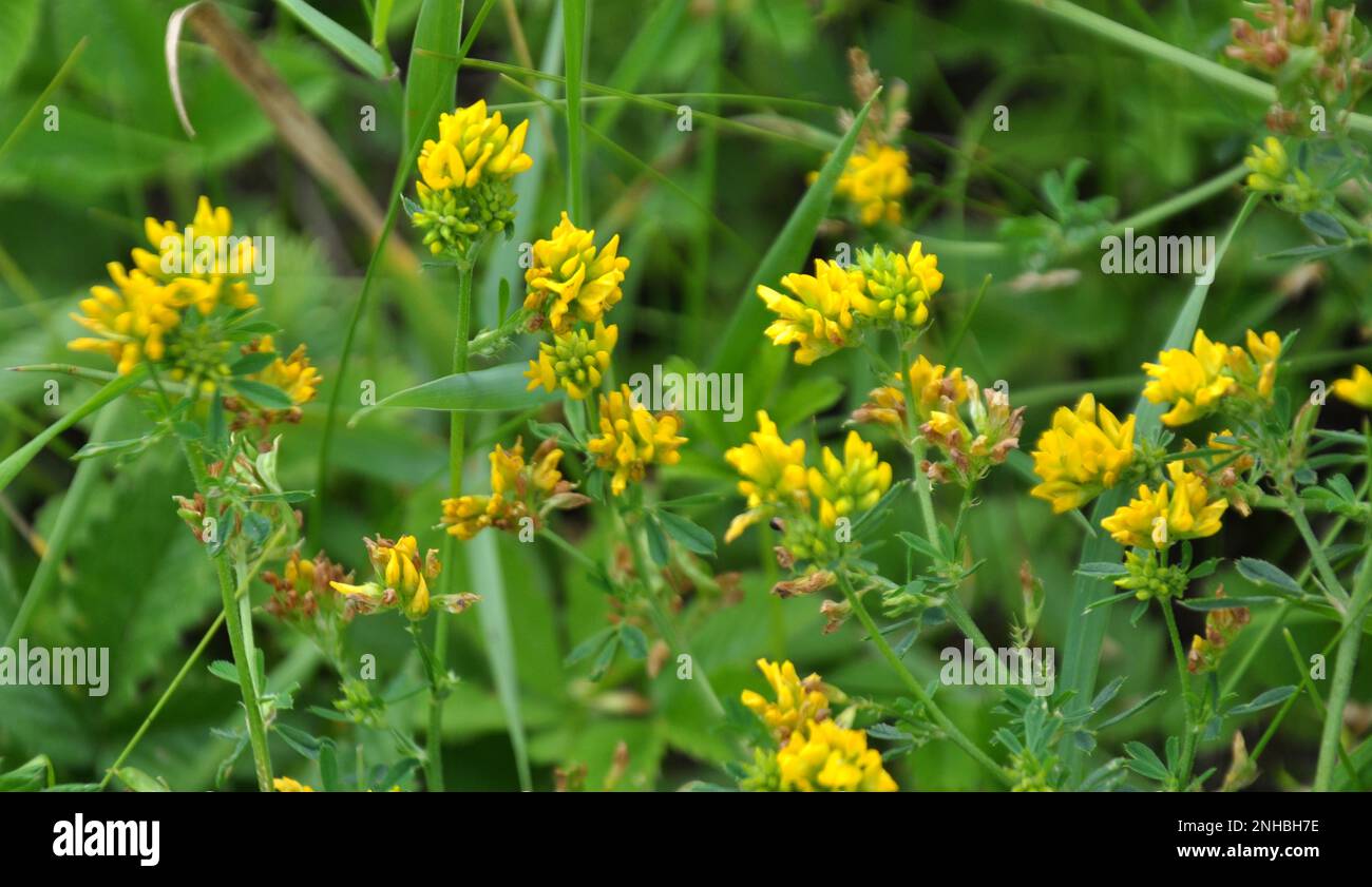Alfalfa sickle (Medicago falcata) blooms in nature Stock Photo - Alamy
