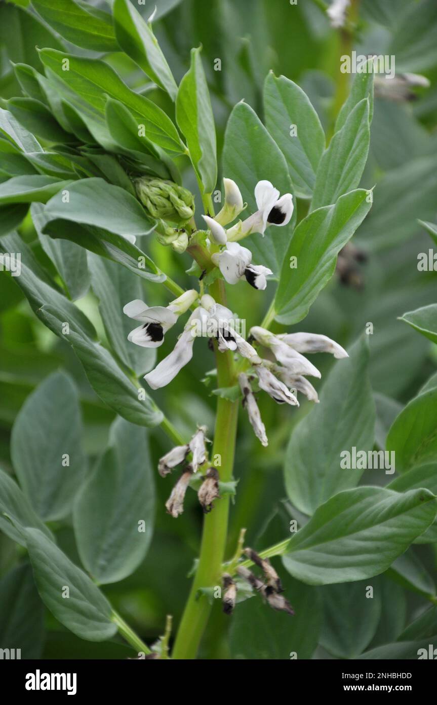 On the field at the flowering stage horse bean (Vicia faba Stock Photo ...