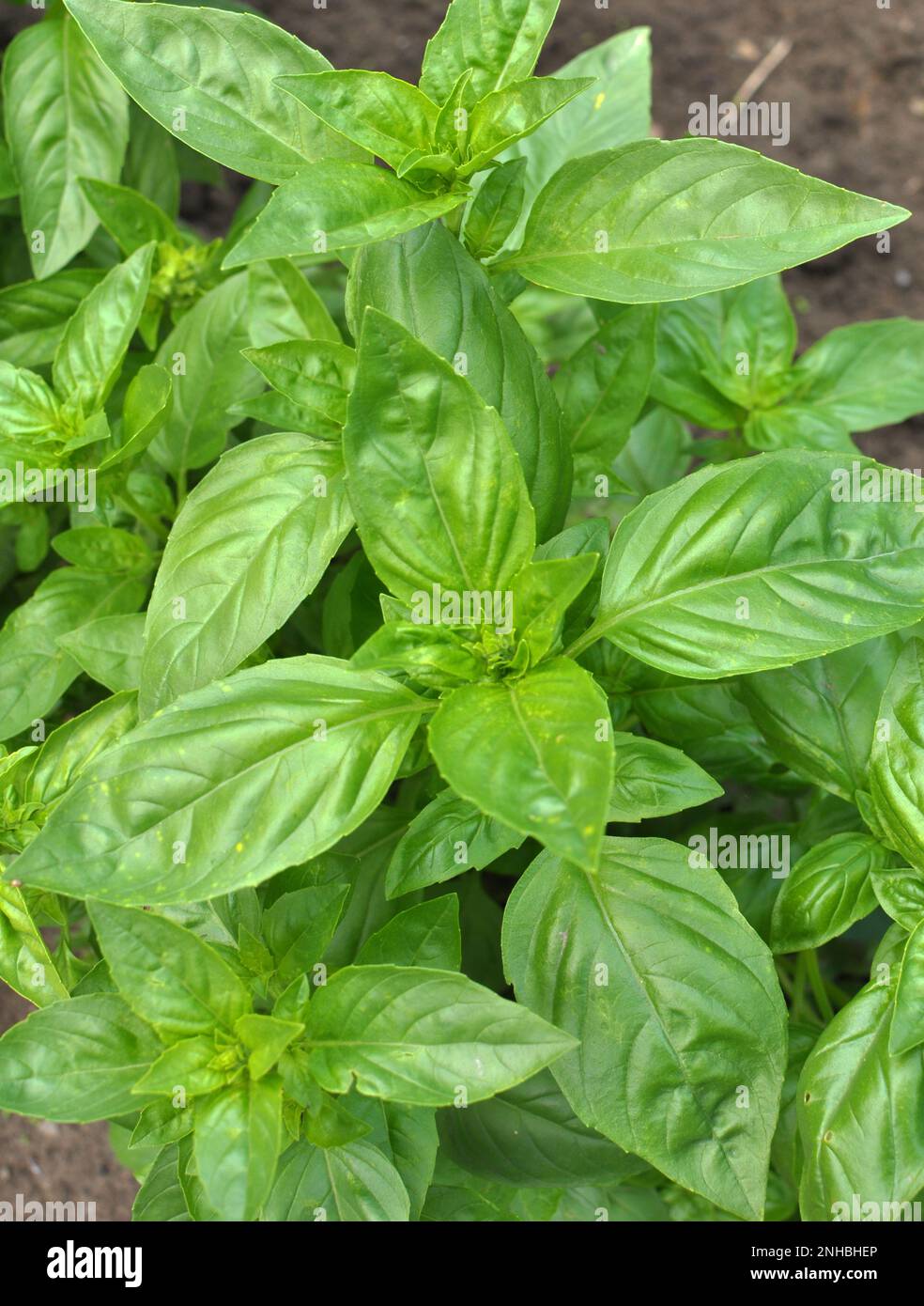 Basil grows in open ground in the garden Stock Photo - Alamy