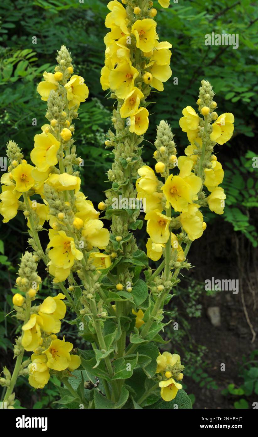 In the summer, mullein (Verbascum) blooms in the wild Stock Photo - Alamy