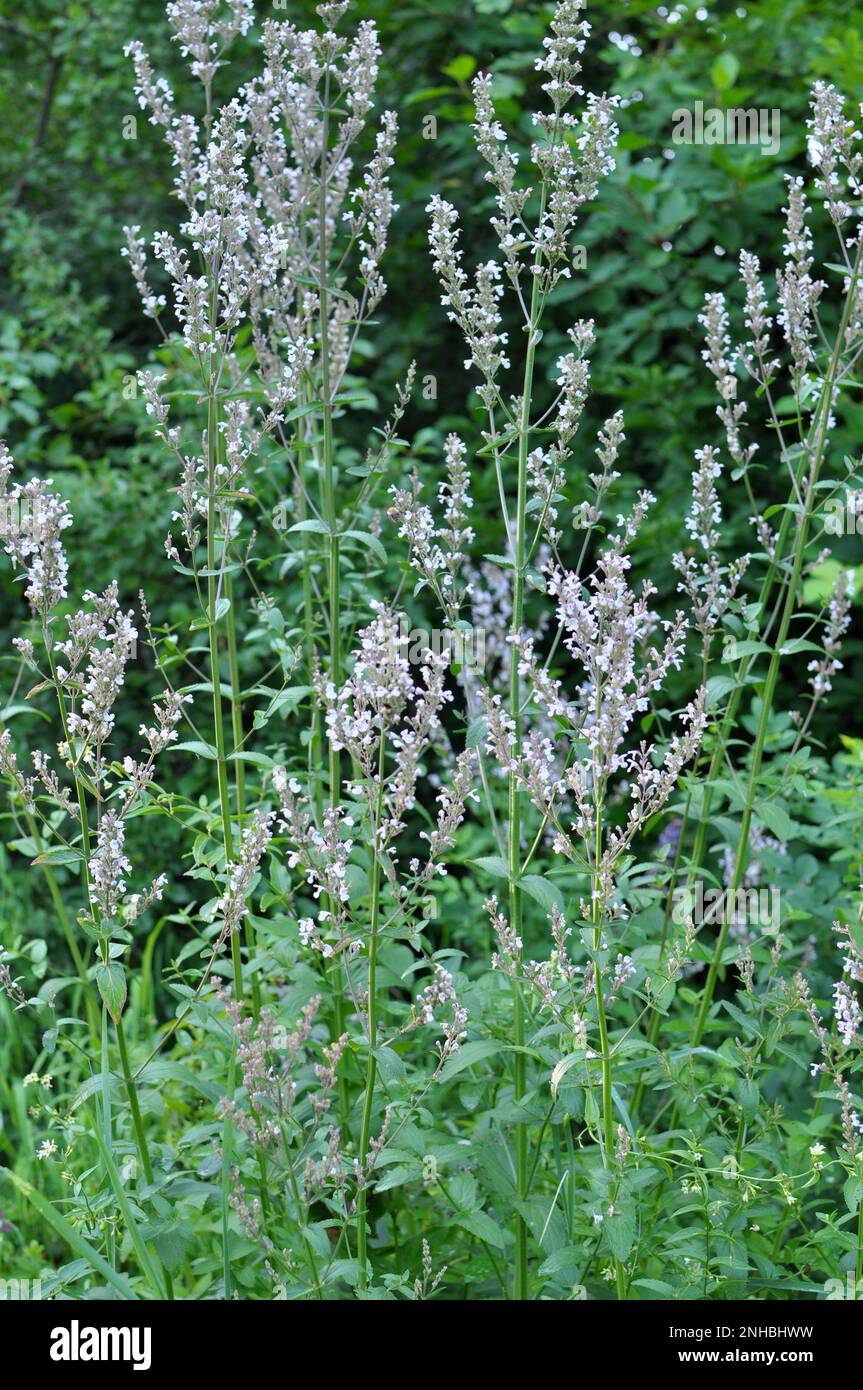Catnip (Nepeta) grows in the wild in summer Stock Photo - Alamy