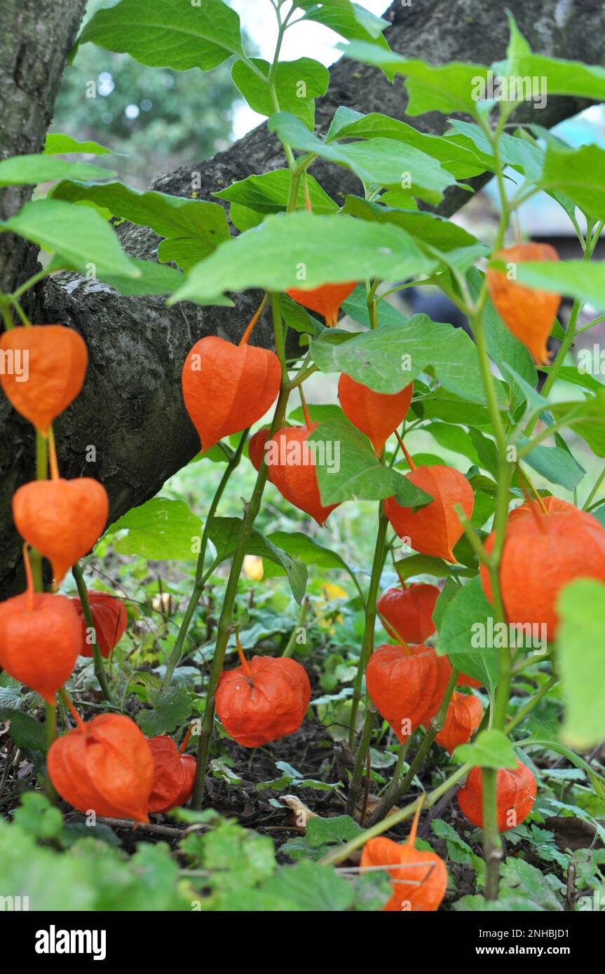 In summer, physalis from the nightshade family grows in the garden ...