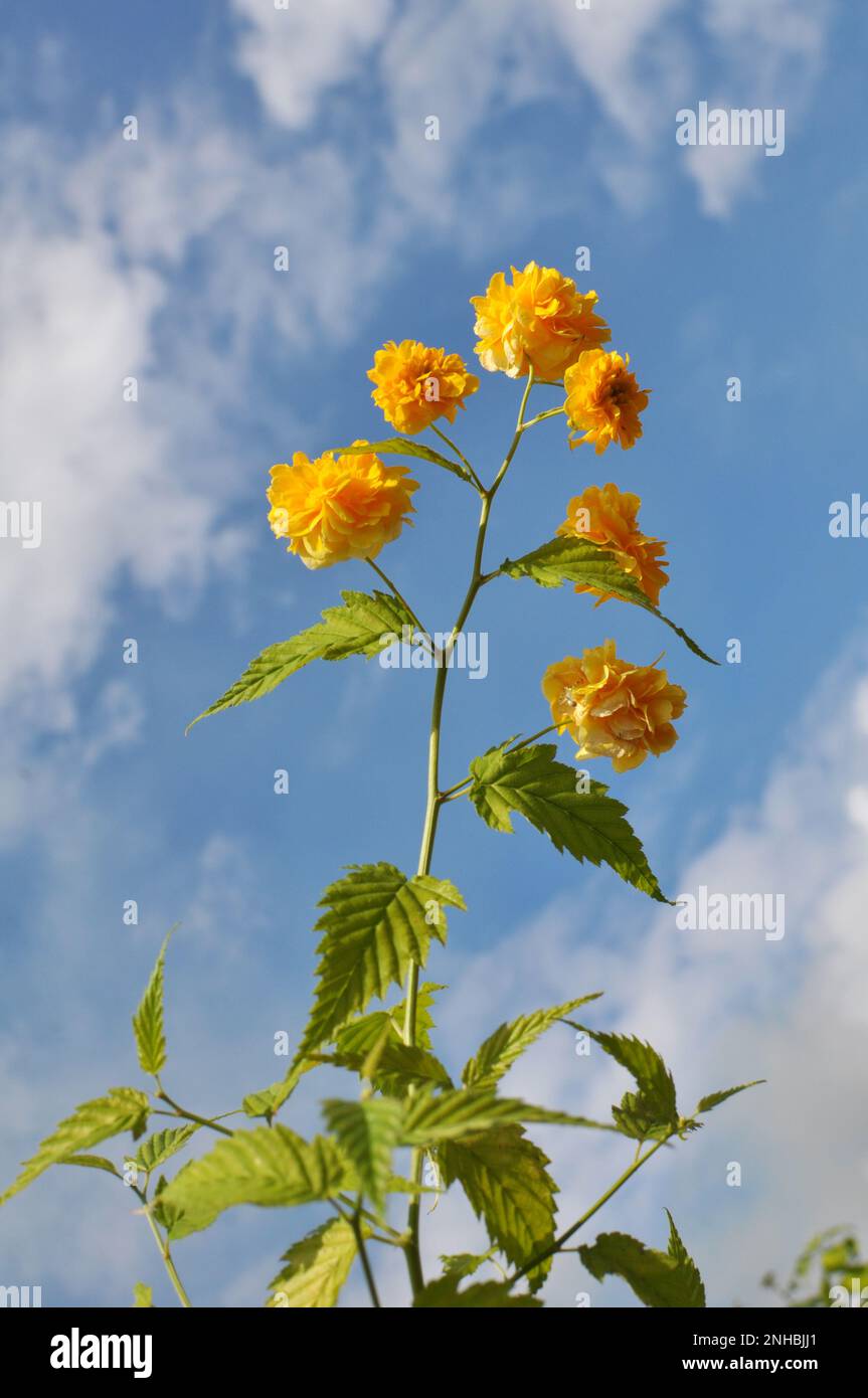 Kerria japonica japanese hi-res stock photography and images - Alamy