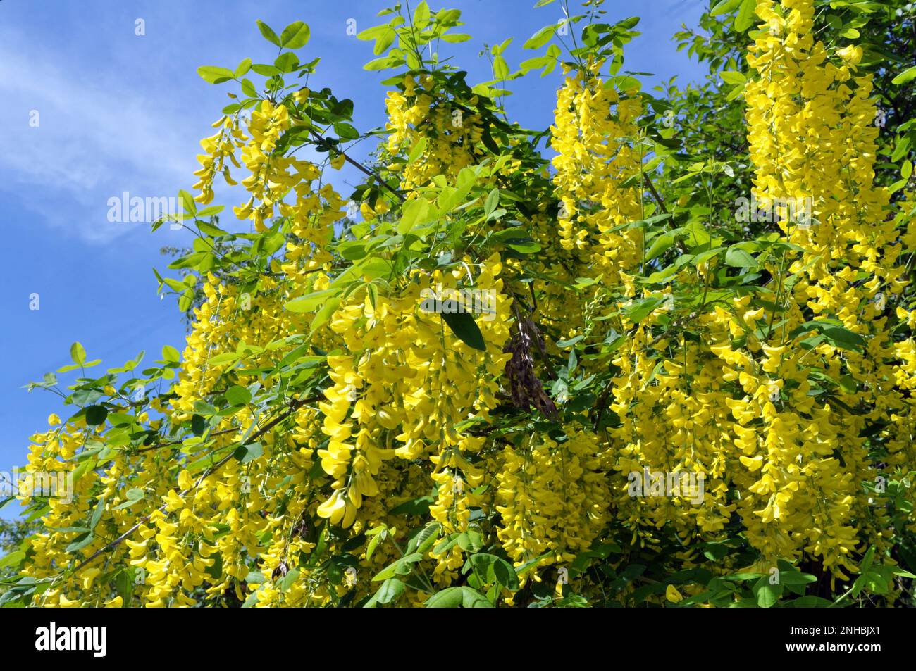 In spring, an ornamental laburnum bush blooms in nature Stock Photo - Alamy