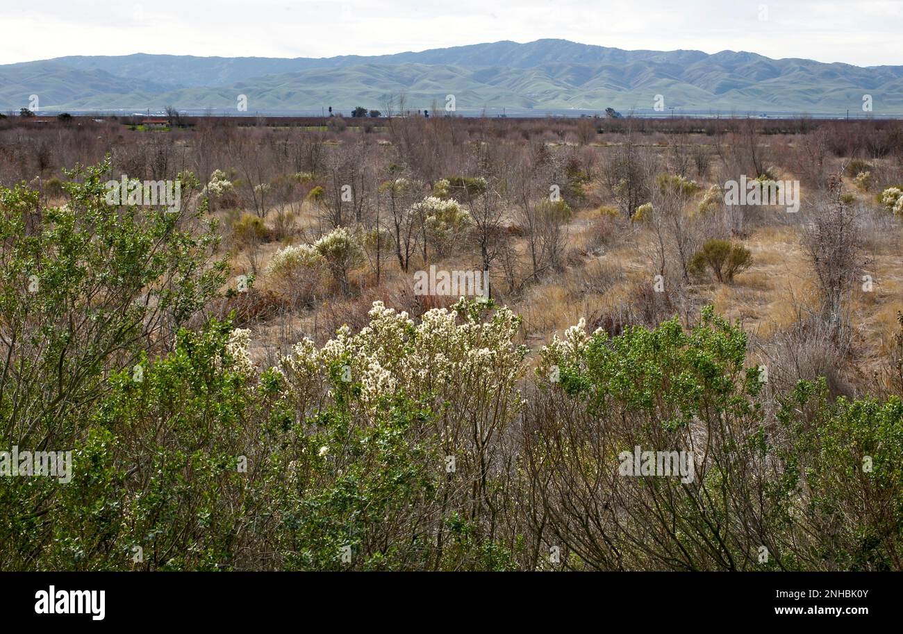 Plant restoration as seen on Friday Jan. 11, 2013, is well on it's way ...