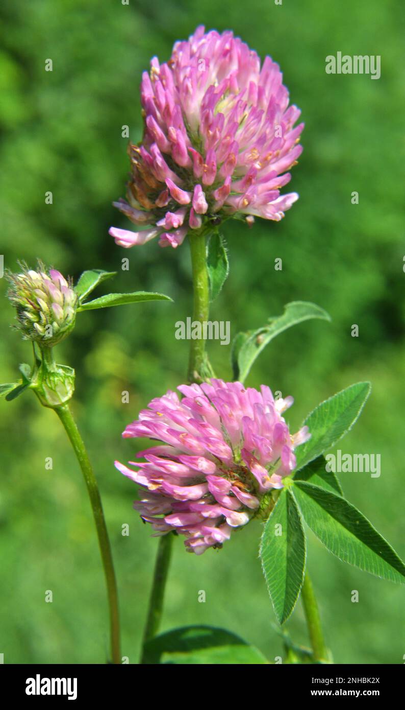 Stockbred hi-res stock photography and images - Alamy
