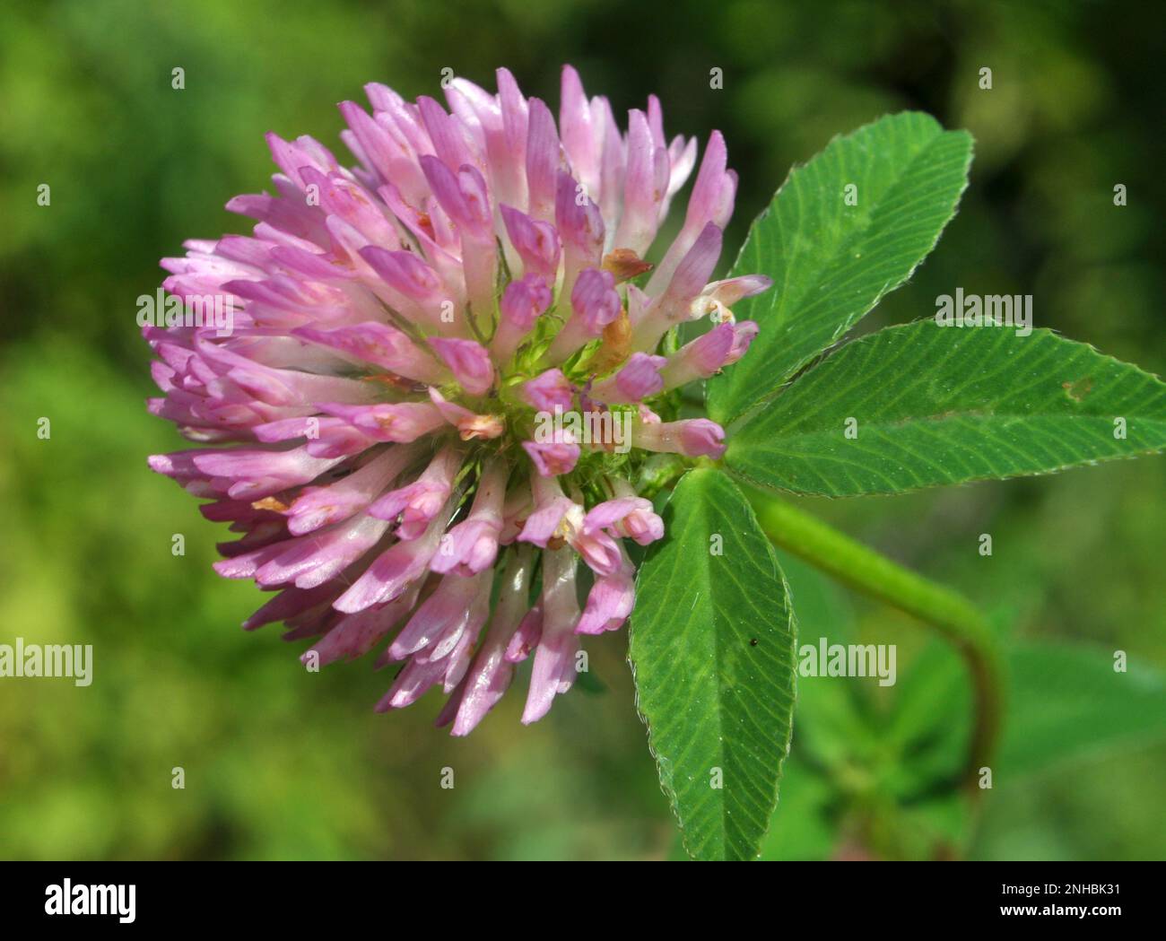 Blooming red clover, which is a valuable fodder for animals Stock Photo ...